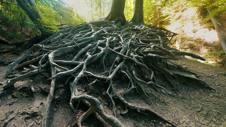 Az élettelen ökológiai tényezők II. – Biológia 12. – - Mozaik digitális ...