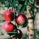 Jablko - obrázek - Mozaik digitální vyučování a studium